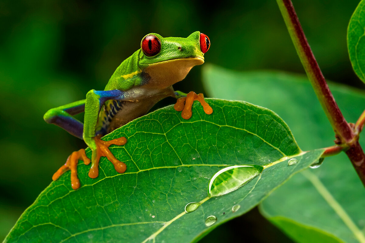 The ICROA Code of Best Practice: What It Is and Why It Matters : FORLIANCE